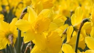 About us | Cancer Council SA